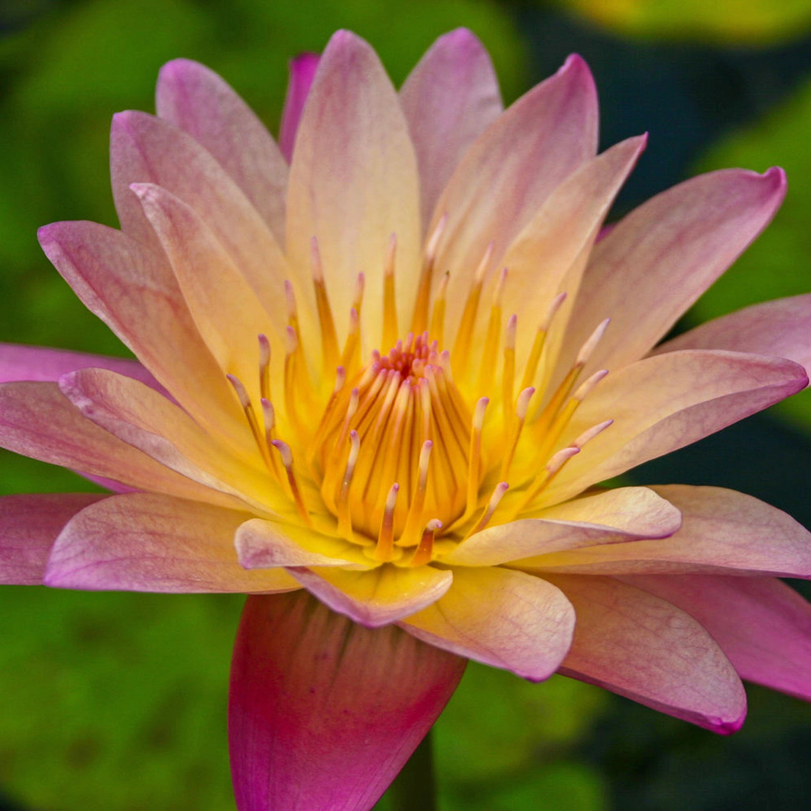 Albert Greenberg Lily – PONDS PLUS Water Garden Center