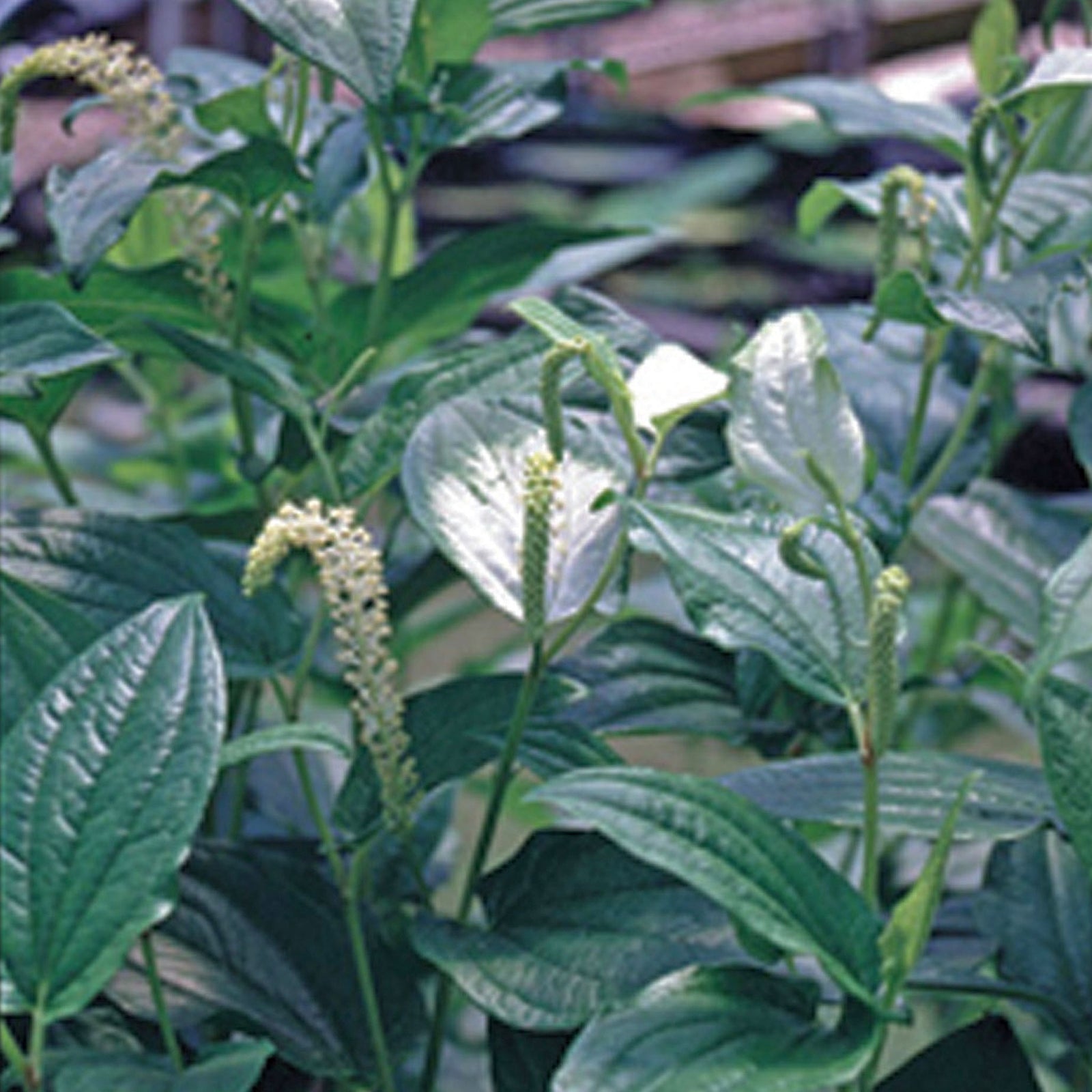 Chinese Lizard Tail – PONDS PLUS Water Garden Center