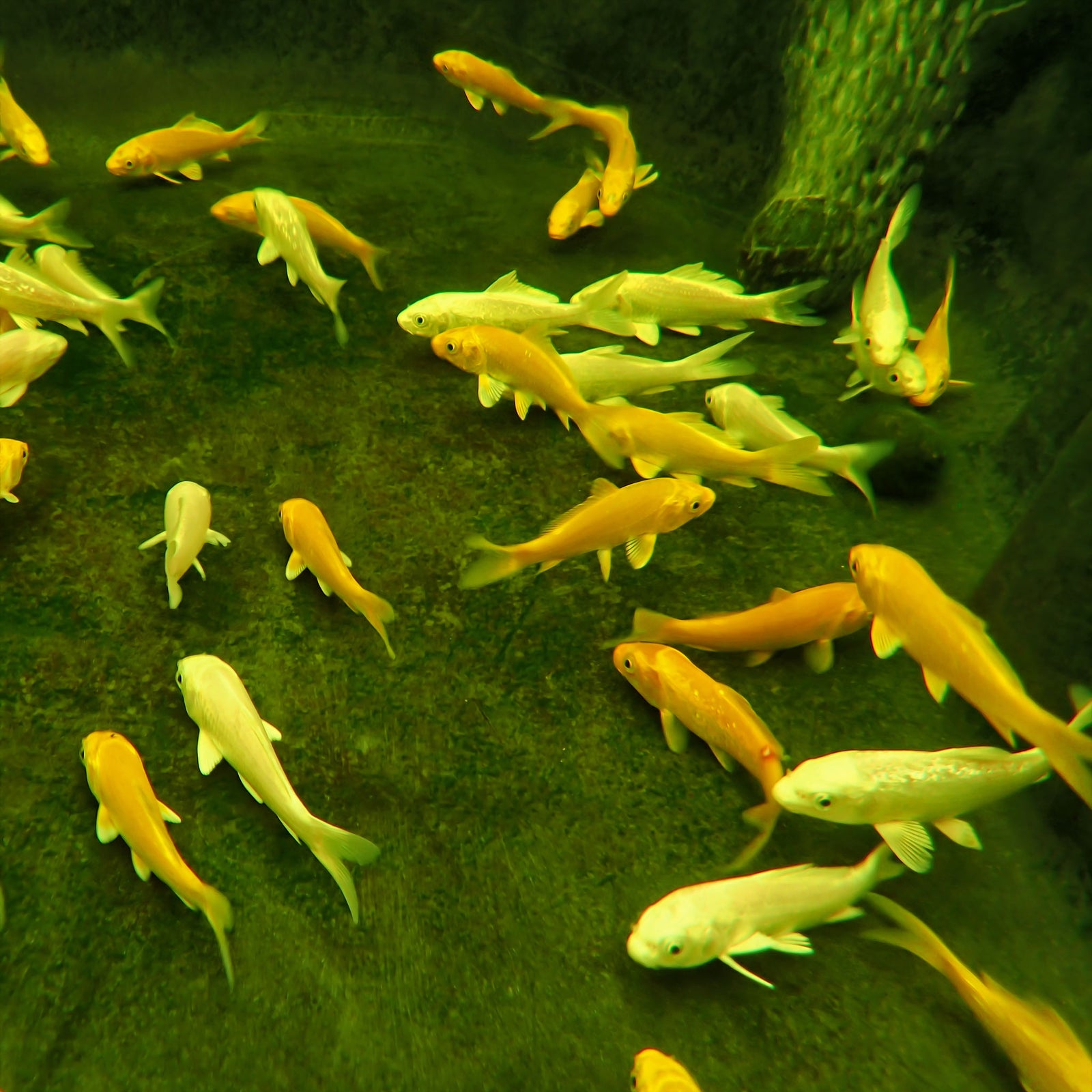 Koi - Premium - Yamabuki - Ogon 6 - 8 Inch – PONDS PLUS Water Garden Center