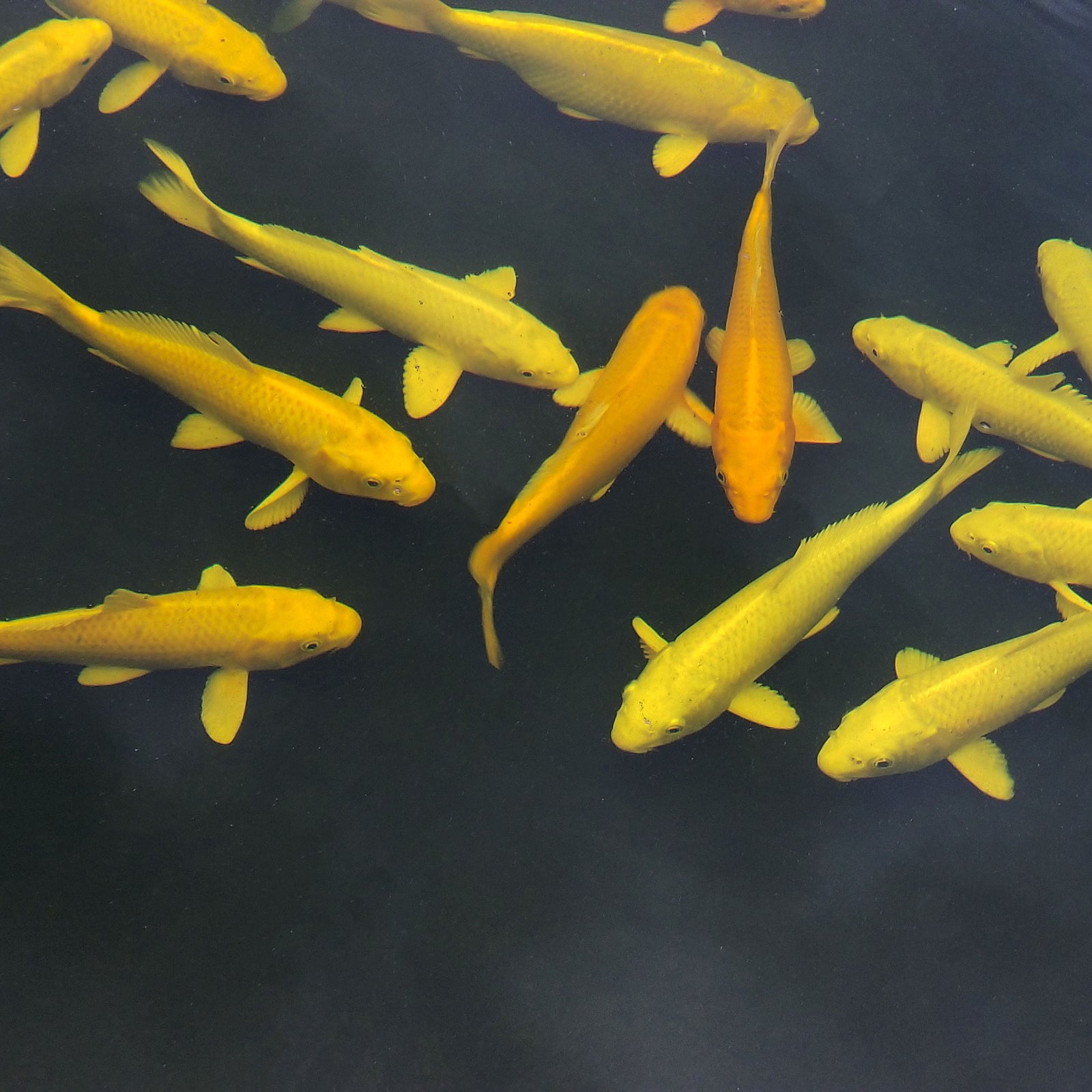 Koi - Premium Yamabuki Ogon 8 - 10 Inch – PONDS PLUS Water Garden Center