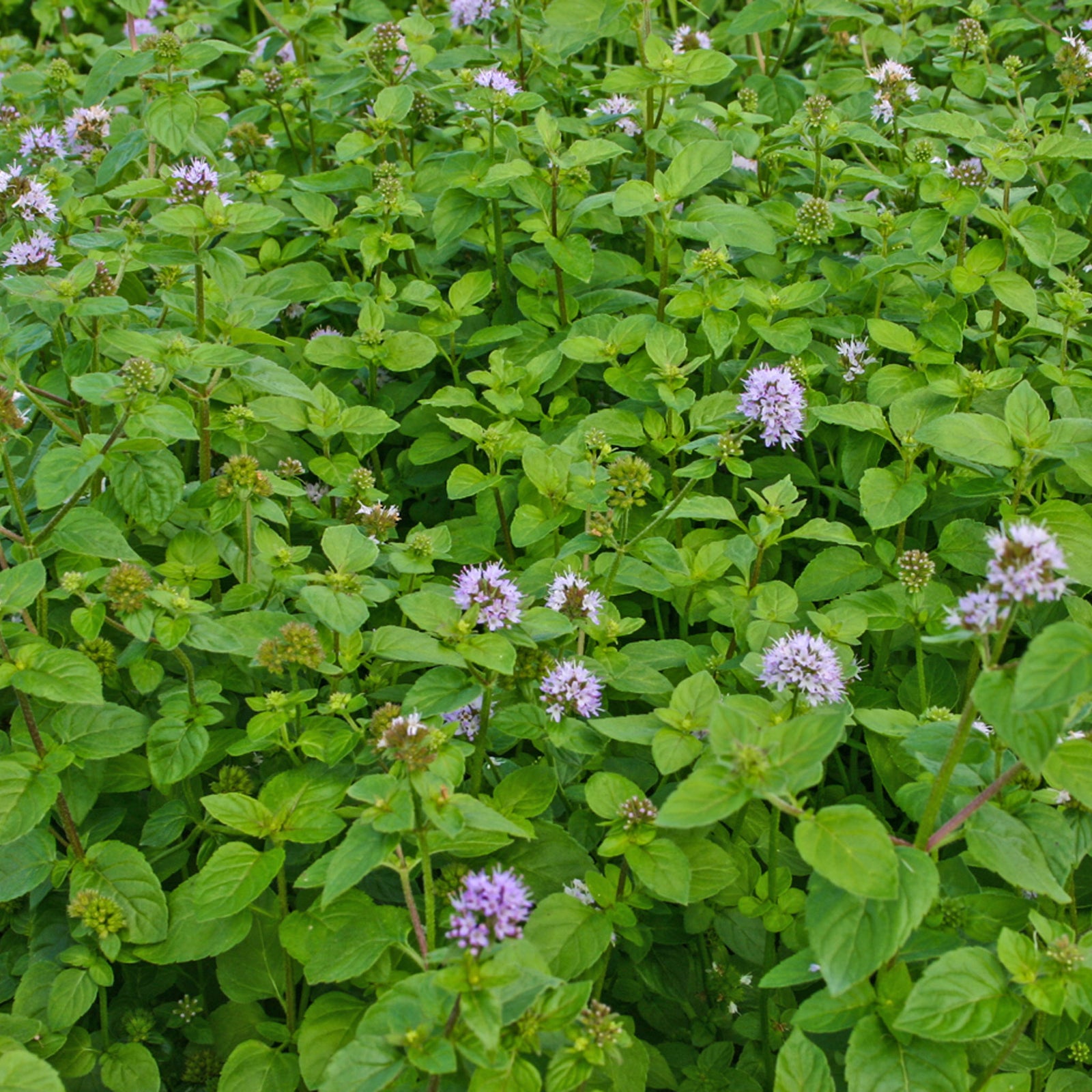 Large Leaf Aquatic Mint – PONDS PLUS Water Garden Center