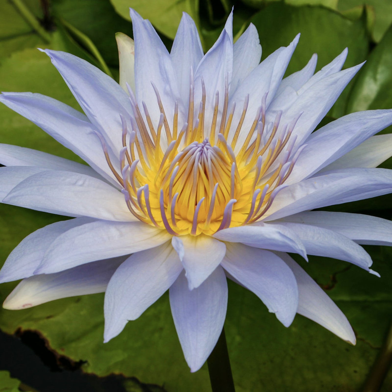 Pamela Lily – PONDS PLUS Water Garden Center